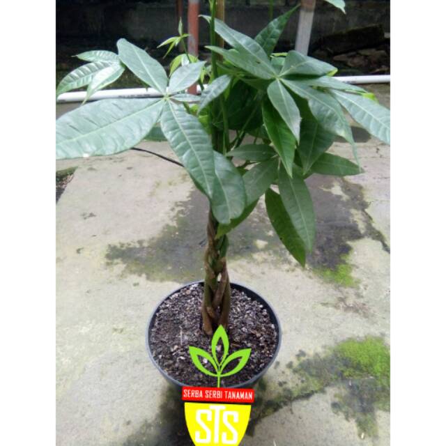 Jual Tanaman pachira (pohon uang) | Shopee Indonesia