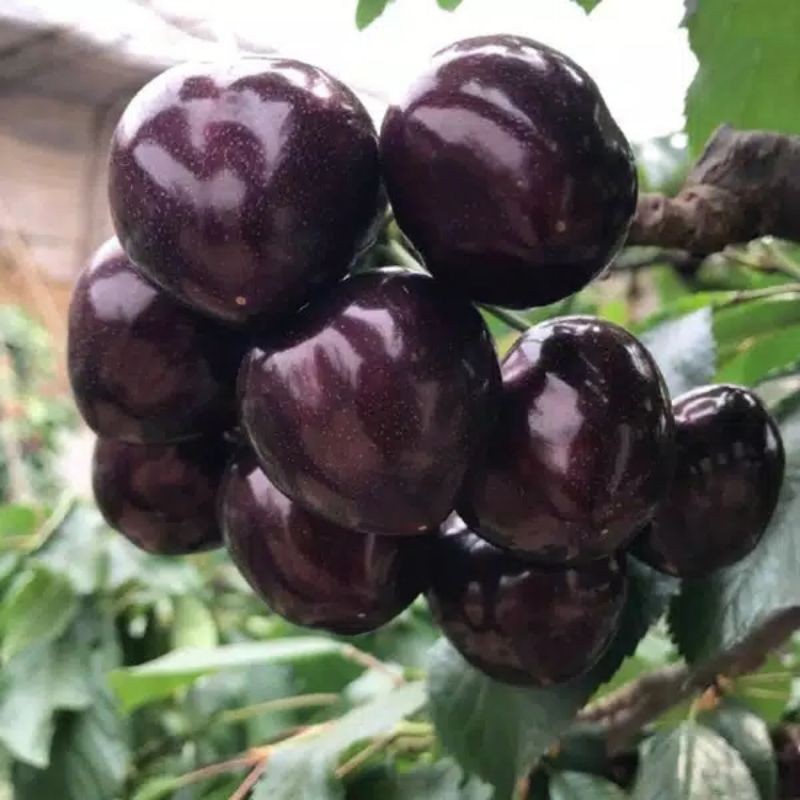 Jual Benih Bibit 5 Biji Buah Black Cherry Ceri LANGKA Big Red Black ...
