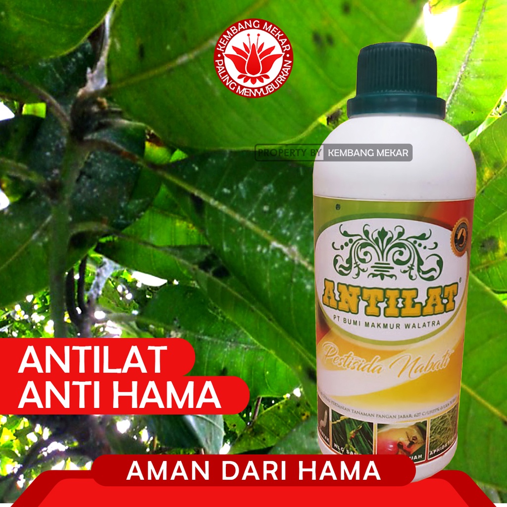 Jual Pupuk Pestisida Organik Cair Obat Anti Hama Pembasmi Kutu Putih Racun Hama ANTILAT | Shopee ...