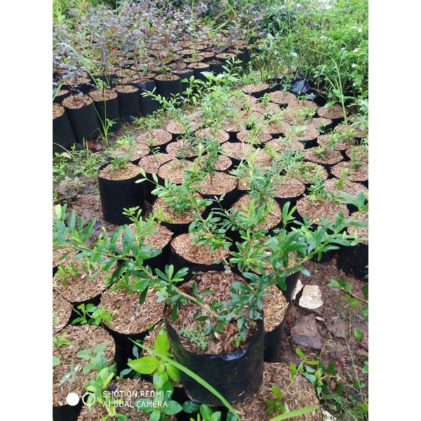 Jual BAHAN BONSAI SAENG SIMBUR MICRO VIETNAM BUNGA UNGU | Shopee Indonesia