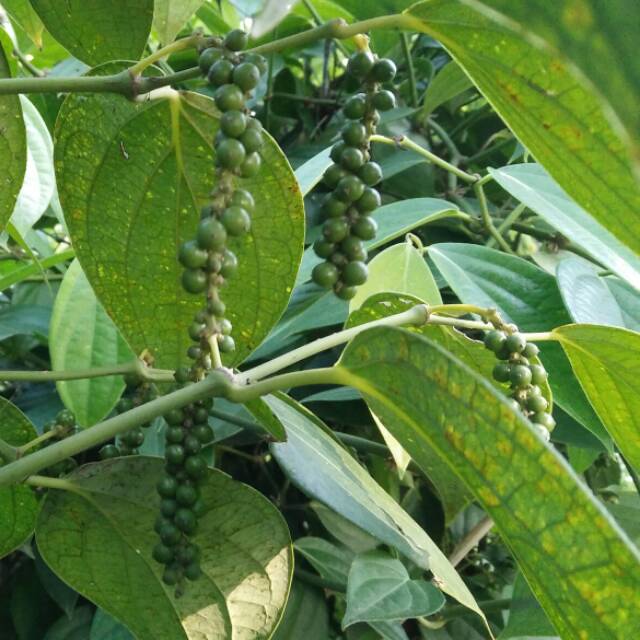 Jual Bibit Lada / Merica Siap Tanam Untuk Kebutuhan Dapur Anda | Shopee ...