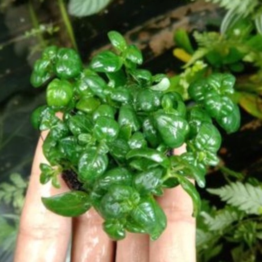 Jual Angguran Media Wabikusa Tanaman Aquascape Hiasan Aquarium Tanaman ...