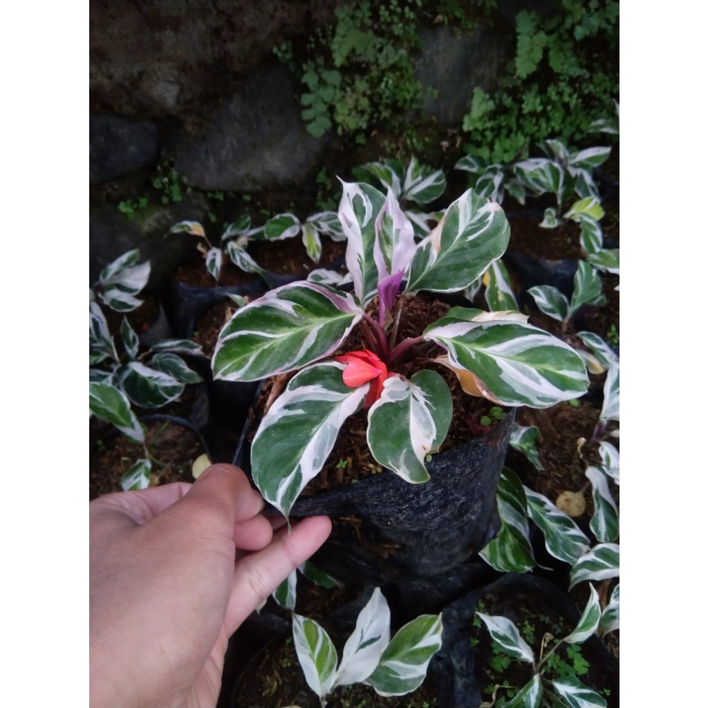 Jual Calathea Tisu / Calathea Maranta Tisue Putih / Kalatea tanaman ...