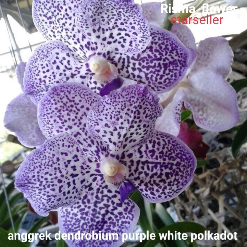 Jual ANGGREK DENDROBIUM DEWASA PURPLE WHITE POLKADOT SUDAH SPIKE ...