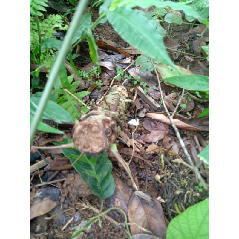 Jual bongol kuping gajah magnipikum | Shopee Indonesia