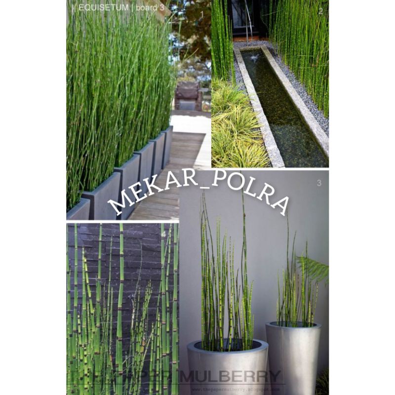 Jual Tanaman hias bambu air - lidi air - tanaman air | Shopee Indonesia