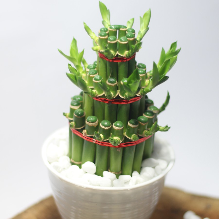 Jual paket tanaman mini lucky bamboo dekorasi ruangan rumah tanaman ...