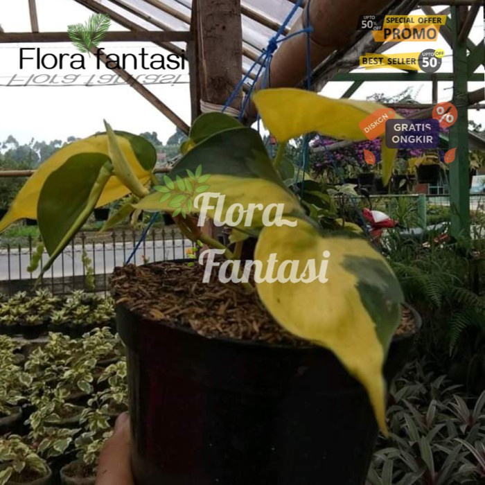 Jual tanaman sirih gading brazil (Tanaman hias hidup indoor murah besar ...