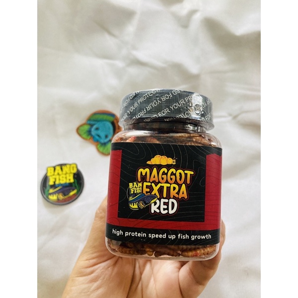 Jual BANG FISH - MAGGOT EXTRA RED BANGFISH BANG FISH X FAJAR ARIEF ...