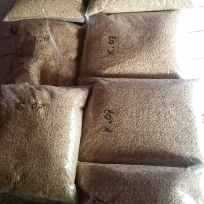 Jual Benih Padi Unggul Kabir 07/Biji Padi Unggul dan Pulen 1KG | Shopee ...