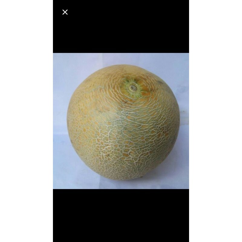 Jual Buah melon satuan/utuh | Shopee Indonesia