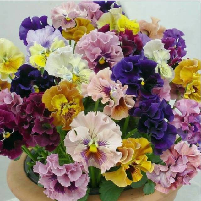 Jual Benih Bunga Pansy Masterpiece Rococo Mixed | Shopee Indonesia