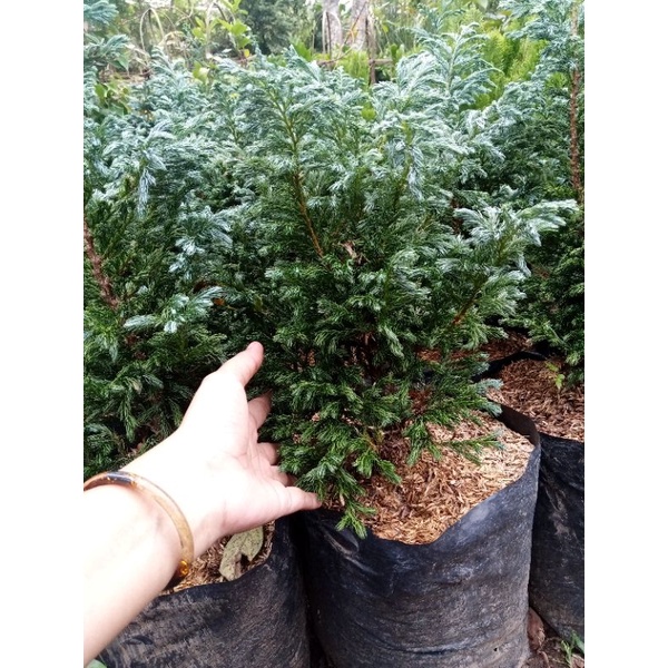 Jual Cemara Embun (pohon natal mini) | Shopee Indonesia