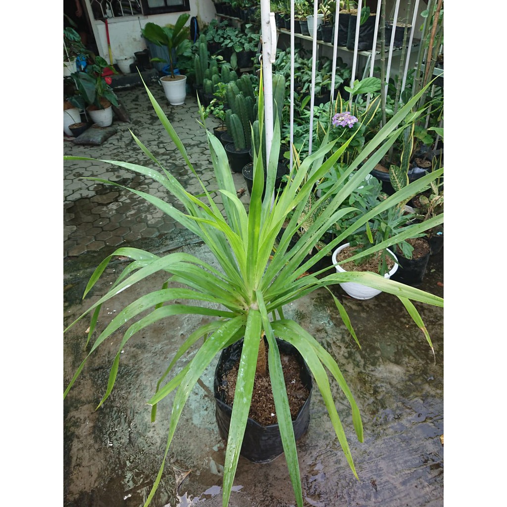 Jual Tanaman Hias Pandan Bali Tanaman Besar Indoor / Outdoor | Shopee ...