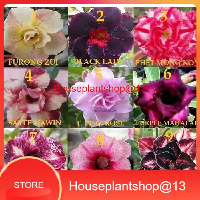 Jual jual PROMO!! Paket Hemat 9 Bibit Bunga Adenium - Kamboja Jepang ... Jual jual PROMO!! Paket Hemat 9 Bibit Bunga Adenium - Kamboja Jepang ...