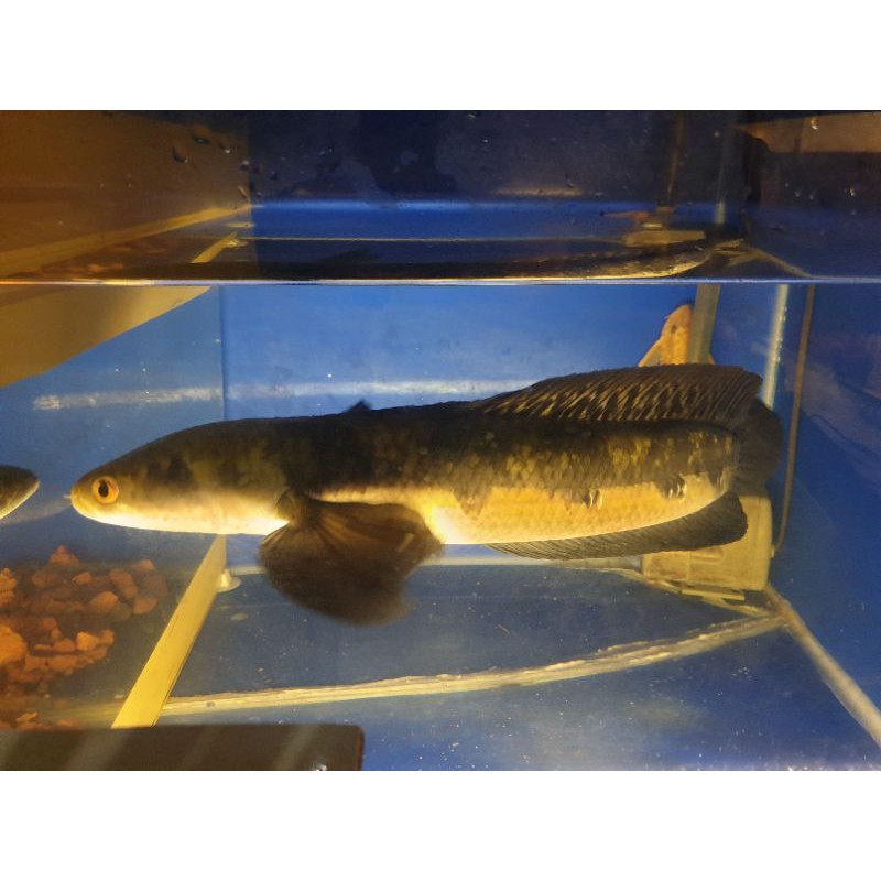 Jual CHANNA MARU SUMATERA MATA MERAH JUMBO GONDRONG FULL MUTIARA ...