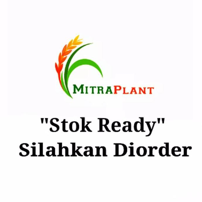 Jual Bibit Tanaman Salam Koja - Pohon Salam Koja - Daun Temuru - Daun ...