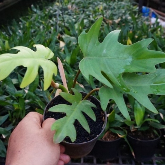 Jual Pohon Philo Mayoi / Philodendron Mayoi Tanaman Hias Philo Mayoi ...