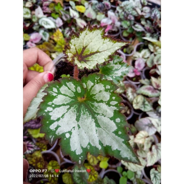 Jual begonia keong batik | Shopee Indonesia