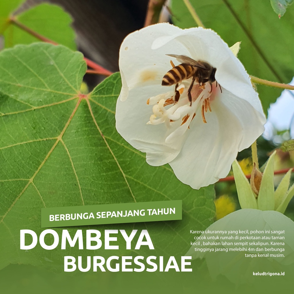 Jual BIBIT BUNGA DOMBEYA BURGESSIAE untuk pakan lebah Klanceng ...