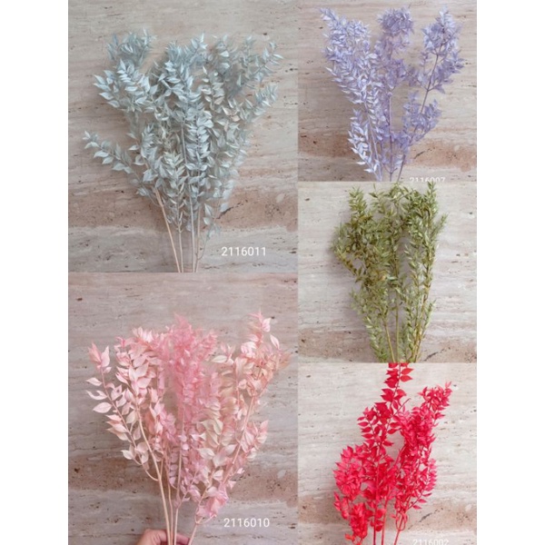 Jual Preserved Ruscus / Daun Ruskus | Shopee Indonesia