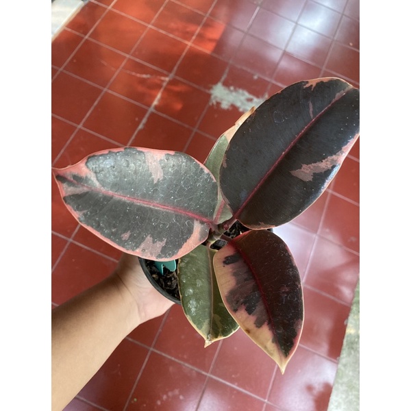 Jual ficus ruby / ficus elastica / ficus variegata | Shopee Indonesia