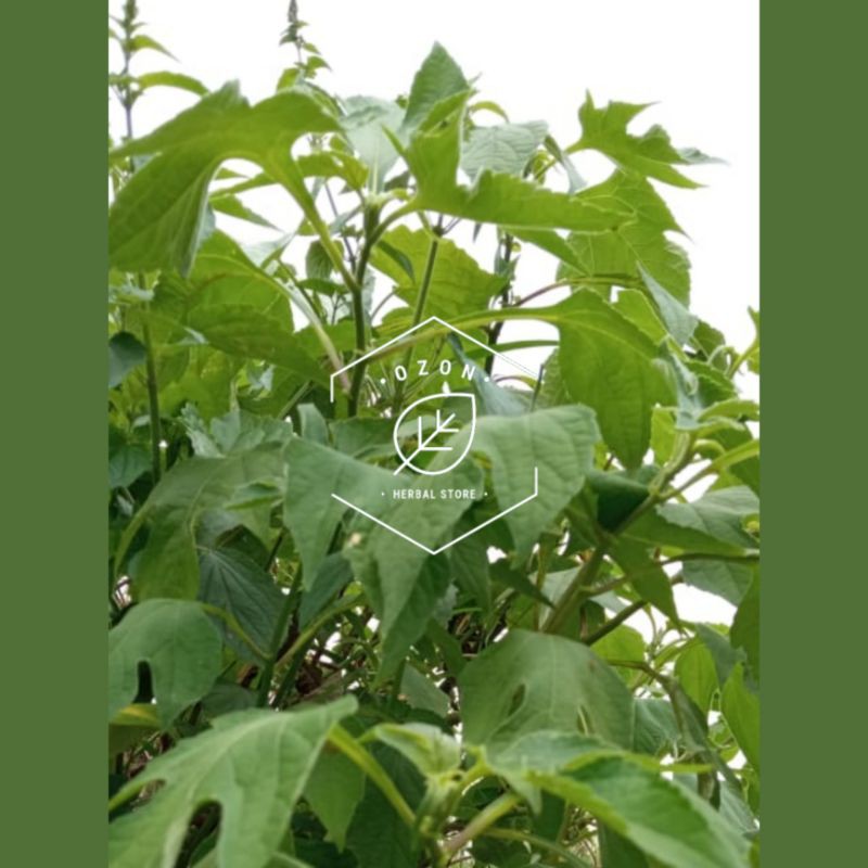 Jual Daun Insulin Kembang Bulan/Paitan Segar 500 gram | Shopee Indonesia