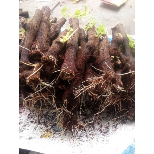 Jual cutting anggur alfonso ukuran kaki dewasa sudah berakar dan kalus ...