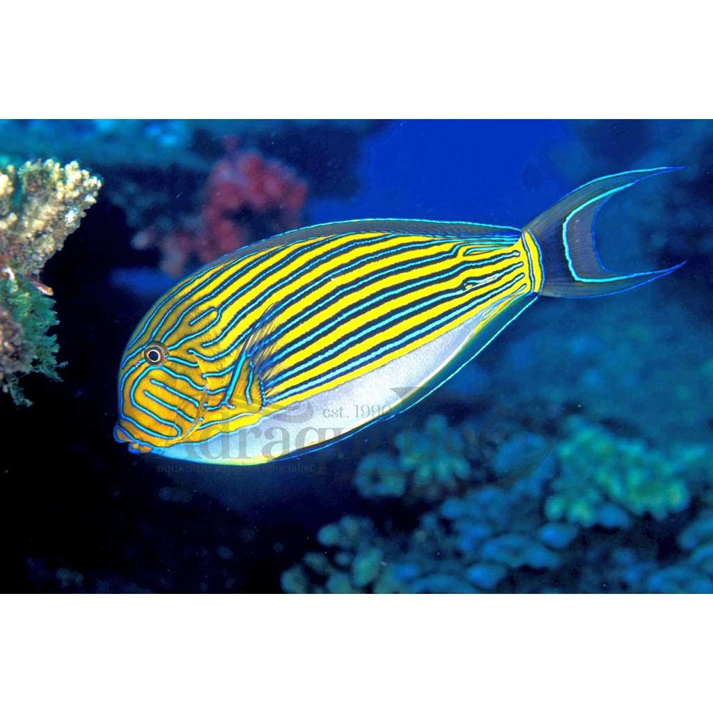 Jual (INSTANT BANDUNG) IKAN HIAS AIR LAUT BOTANA KASUR ACANTHURUS ...
