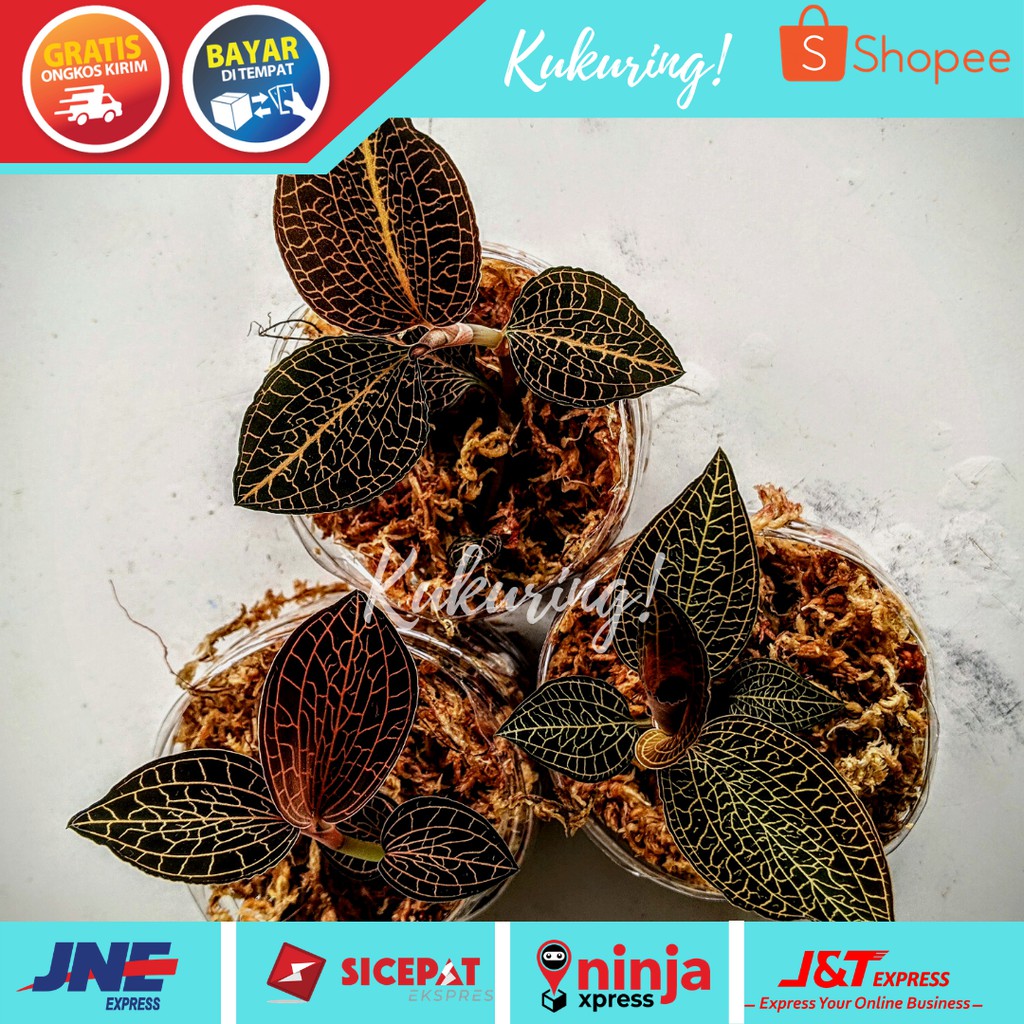 Jual KUKURING Kiaksara Merah Anoectochilus Setaceus - Jewel Orchid ...