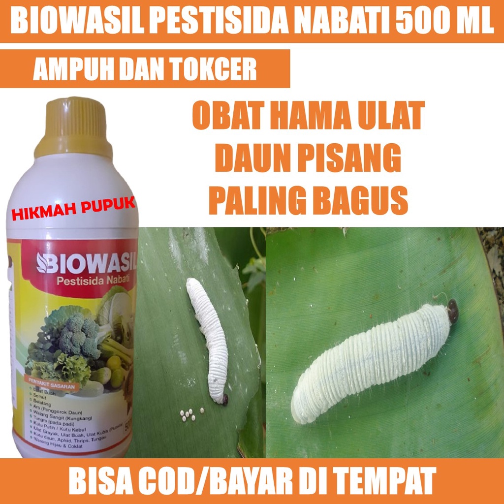 Jual (COD MURAH) BIOWASIL PESTISIDA PEMBASMI HAMA ULAT DAUN PISANG, KUNYIT, JERUK Obat Hama Ulat ...