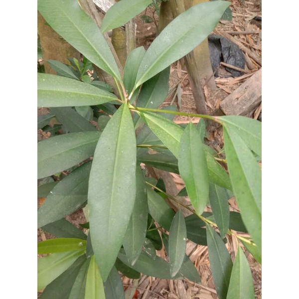 Jual Daun Lempeni Segar atau Basah atau Baru dipetik | Shopee Indonesia