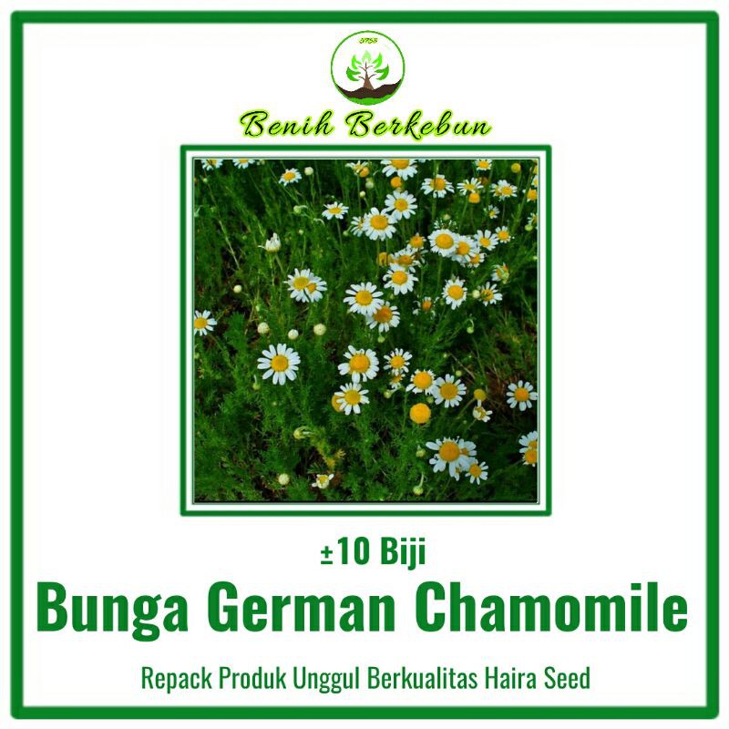 Jual 10 Benih Bunga Herba German Chamomile ( Haira Seed ) | Shopee ...