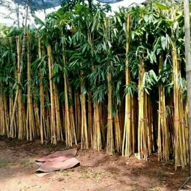 Jual Pohon bambu kuning - Bambu panda - Tanaman pagar bambu kuning ...