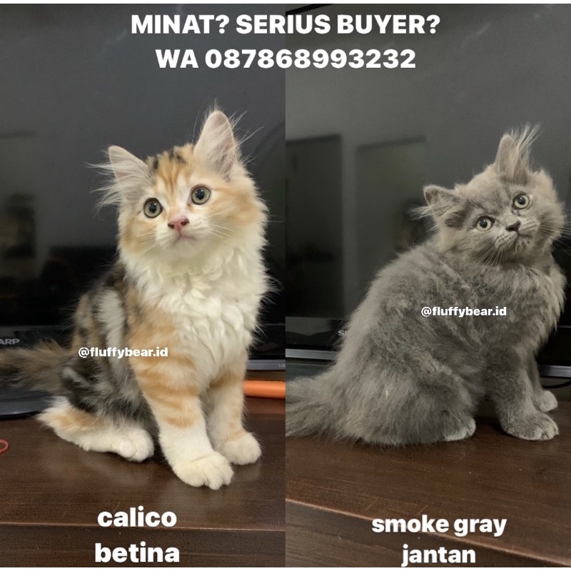 Jual KITTEN KUCING PERSIA/KUCING RAS PERSIA FLATNOSE/KUCING PERSIA MIX ...