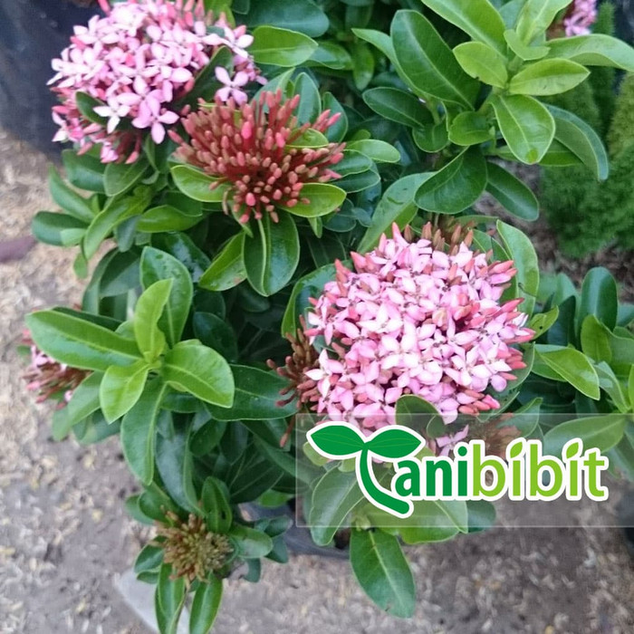 Jual Tanaman Hias Bunga Asoka Soka Pink Bibit Pohon Saraca Indica ...
