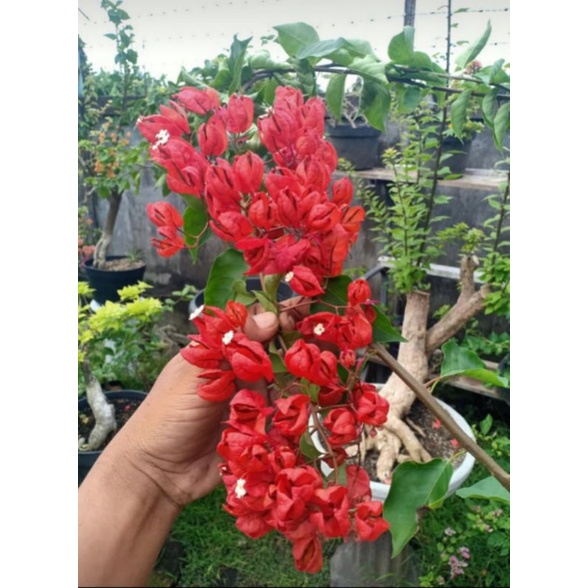 Jual Bugenvil bunga anggur merah | Shopee Indonesia