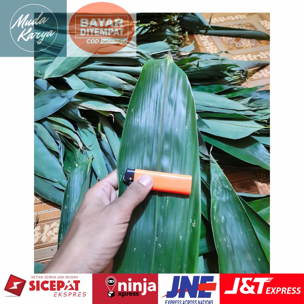 Jual Daun Bambu Segar jumbo - daun bungkus bacang pilihan | Shopee ...