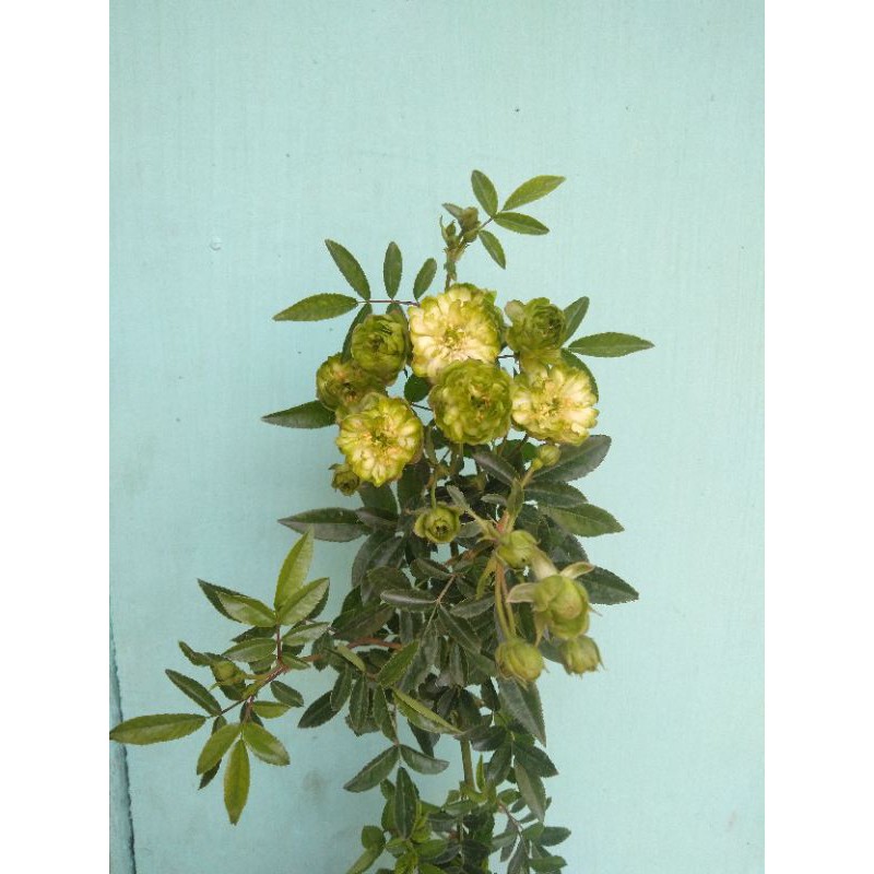 Jual Mawar eclair / eclair green rose | Shopee Indonesia