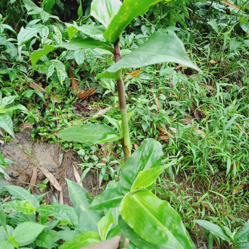 Jual Bibit Tanaman Sitawar atau Sitawa Hutan 1 Pohon Siap Tanam | Shopee Indonesia