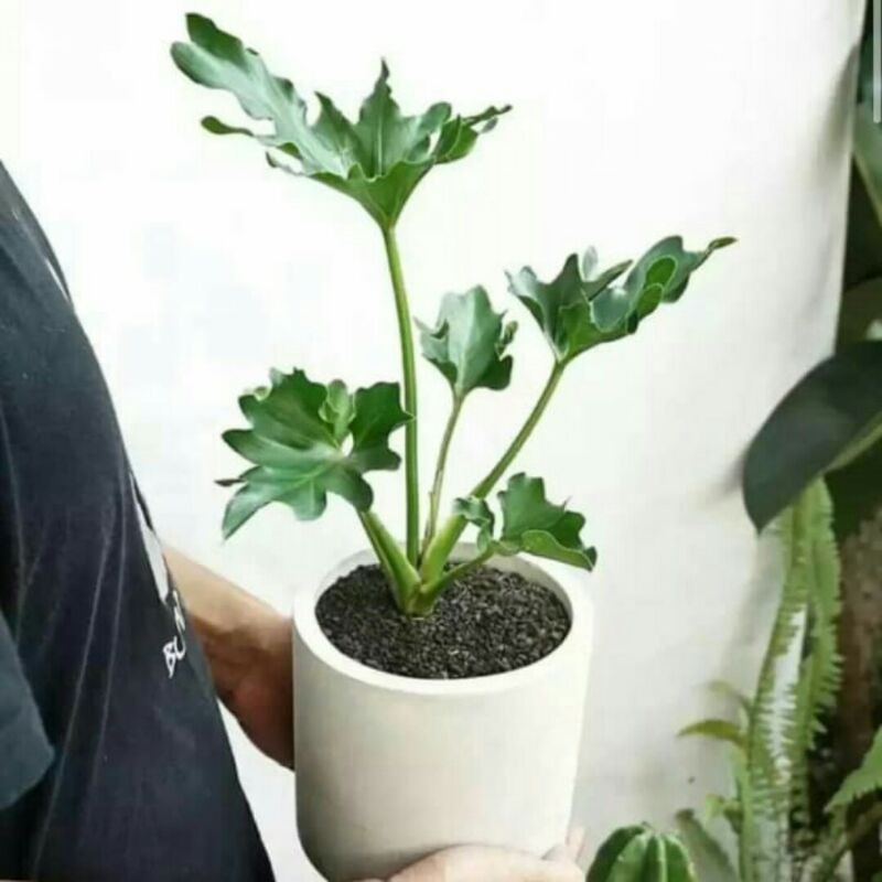 Jual jual tanaman hias philodendron - Philo jari | Shopee Indonesia
