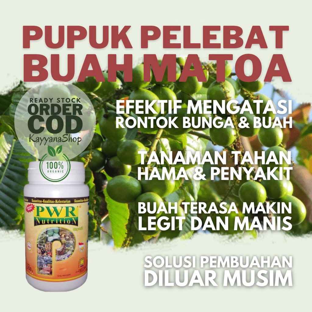 Jual Pupuk Matoa Agar Cepat Berbuah / Pupuk Buah Matoa / Booster Matoa Pupuk Pelebat Buah ...