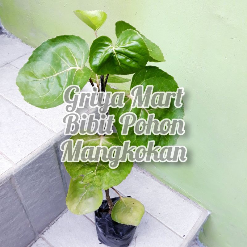 Jual BIBIT POHON MANGKOKAN | TANAMAN TOGA | Shopee Indonesia
