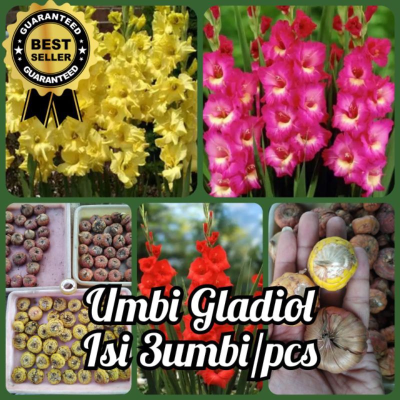 Jual Biji bunga gladiol isi 3 umbi (Gladius / agus gladiol ) flower ...