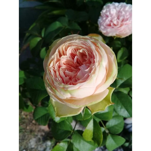 Jual yok cekout berat 1kg | Shopee Indonesia