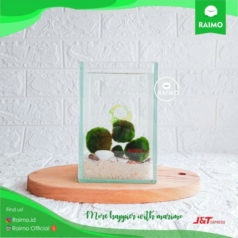 Jual Marimo Moss Ball 3 Aquarium Kotak Kacaa tebal 5 mm | Shopee Indonesia