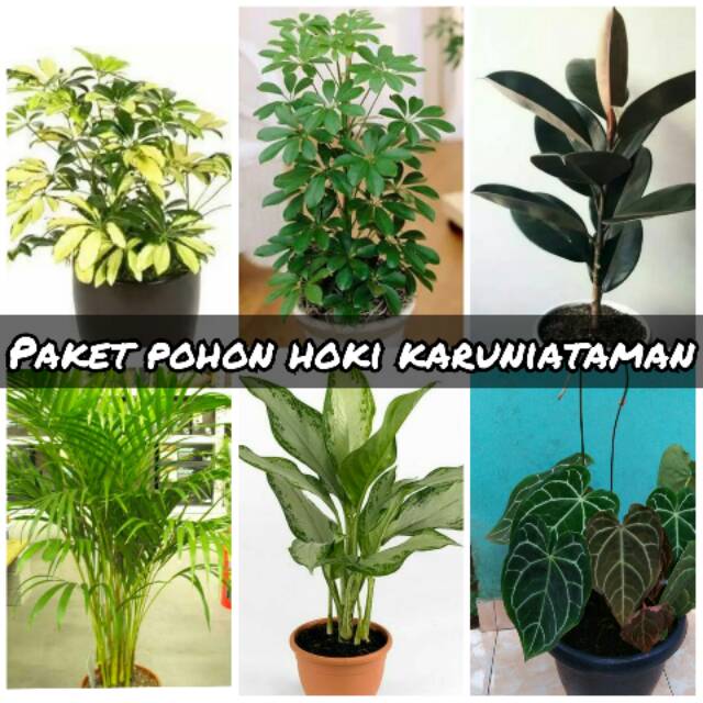 Jual Pohon hoki paket 6 pohon hias | Shopee Indonesia