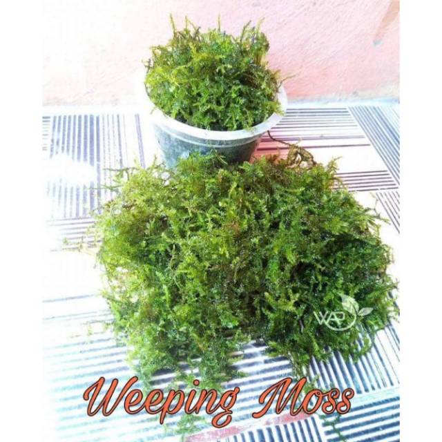 Jual Weeping Moss Bahan Aquascape | Shopee Indonesia