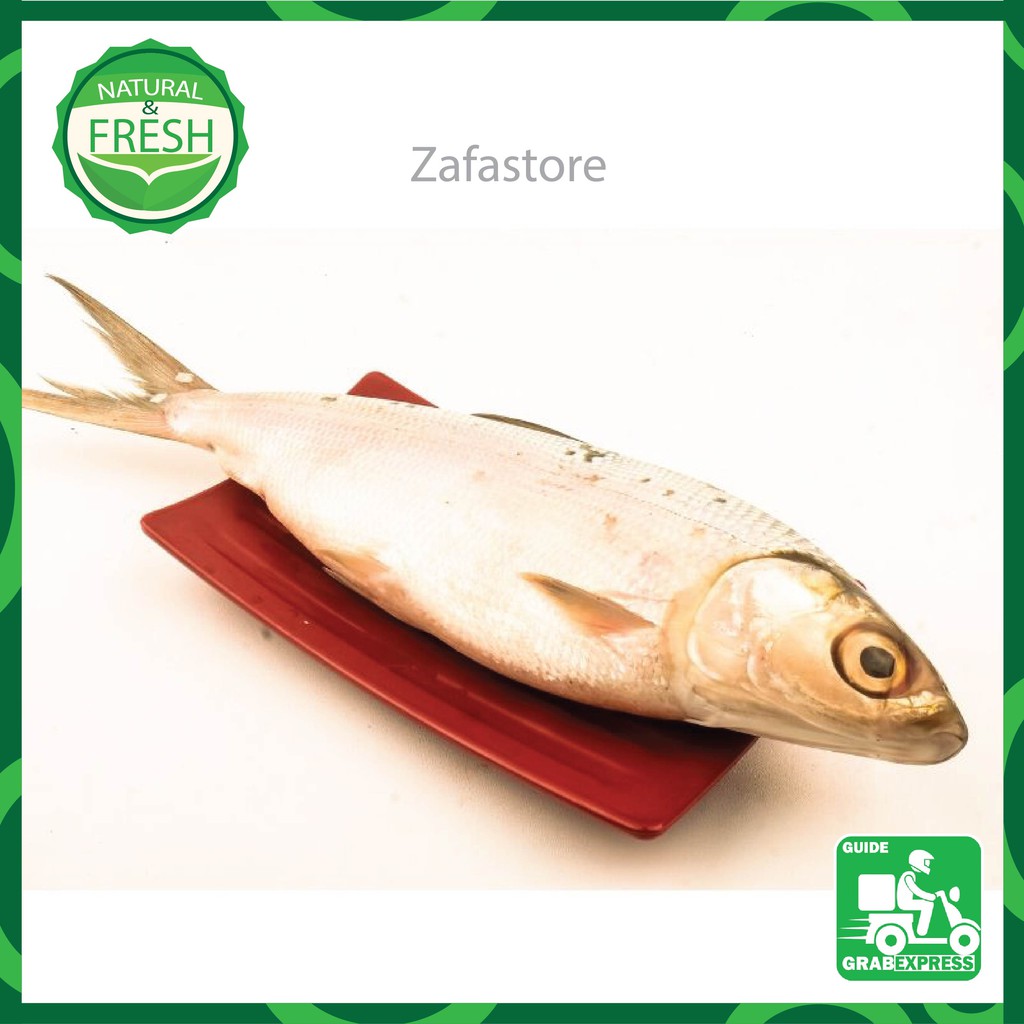 Jual IKAN BANDENG MAKANAN DAGING IKAN SEGAR FRESH 500 GRAM | Shopee ...