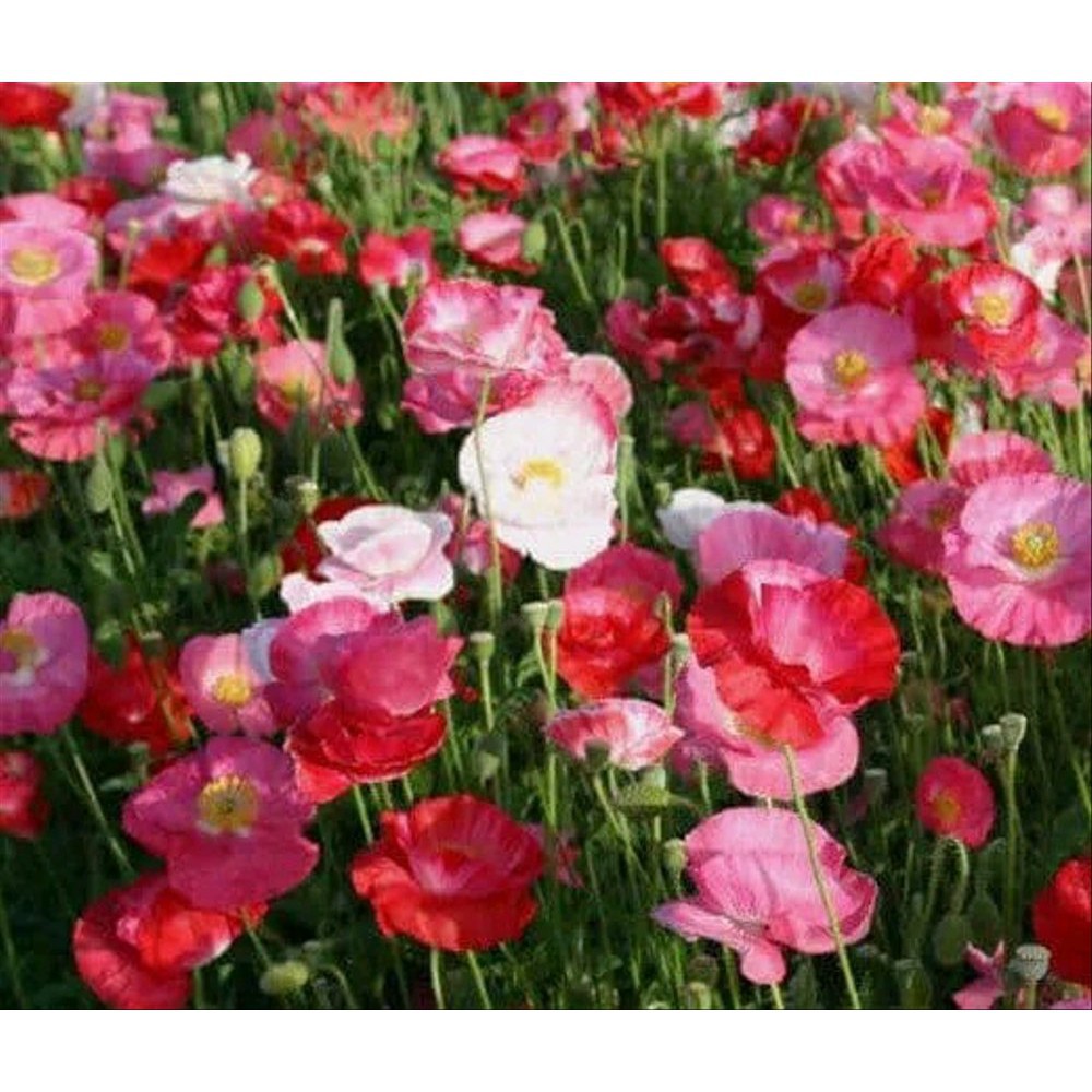 Jual 10 Biji BUnga Shirley Poppy Mixed Papaver Rhoeas English Poppy ...